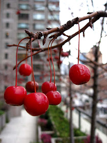 Maraschino Cherry Tree