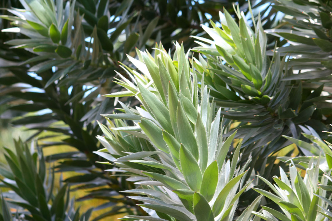 66 Square Feet (Plus): Picnic with benefits