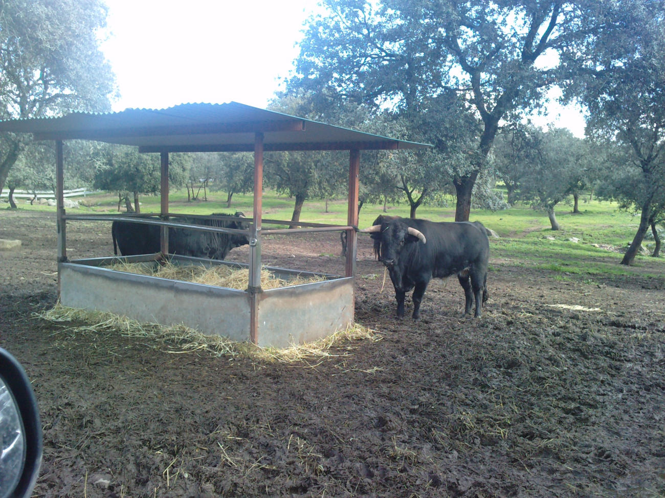 Mi Callejuela: enero 2011