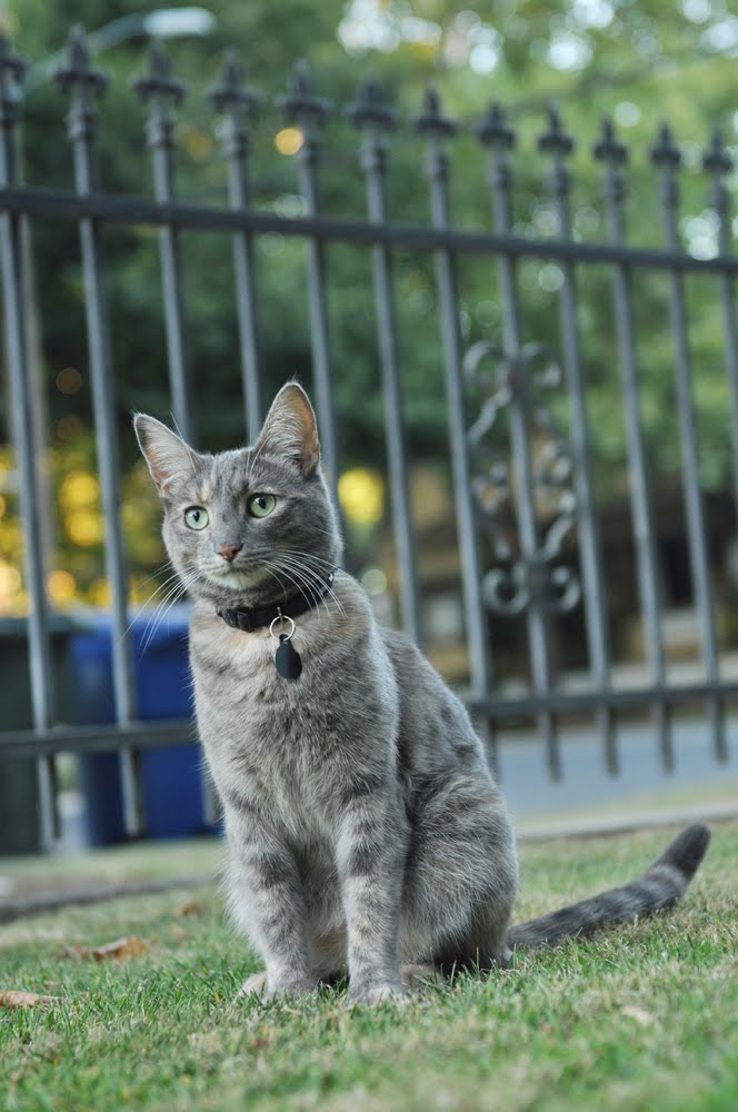 Petophile: Gratuitous Caseyface photos