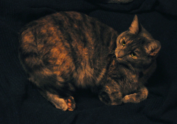 Petophile: Who is Caseyface?