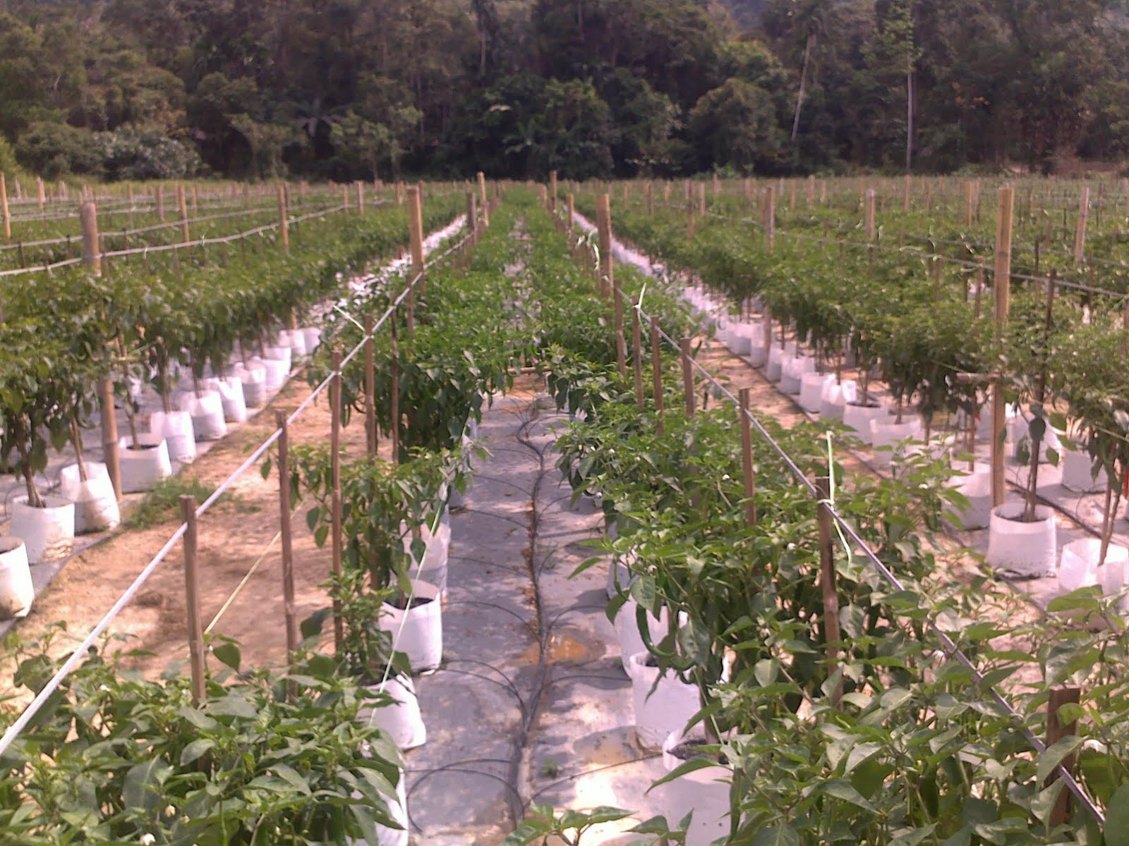 Cili Fertigasi: Pengenalan Sistem Fertigasi