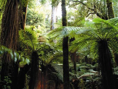 Lo primero es saber: ¿Qué es Flora Y Fauna? | Mi planeta está vivo