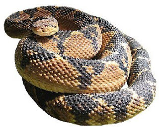 Fernanda: Planta que neutraliza veneno da surucucu