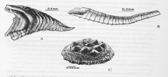 A importância da Paleontologia para a Biologia: A multicelularidade e a ...