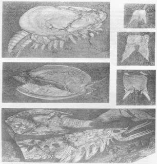 A importância da Paleontologia para a Biologia: A multicelularidade e a ...