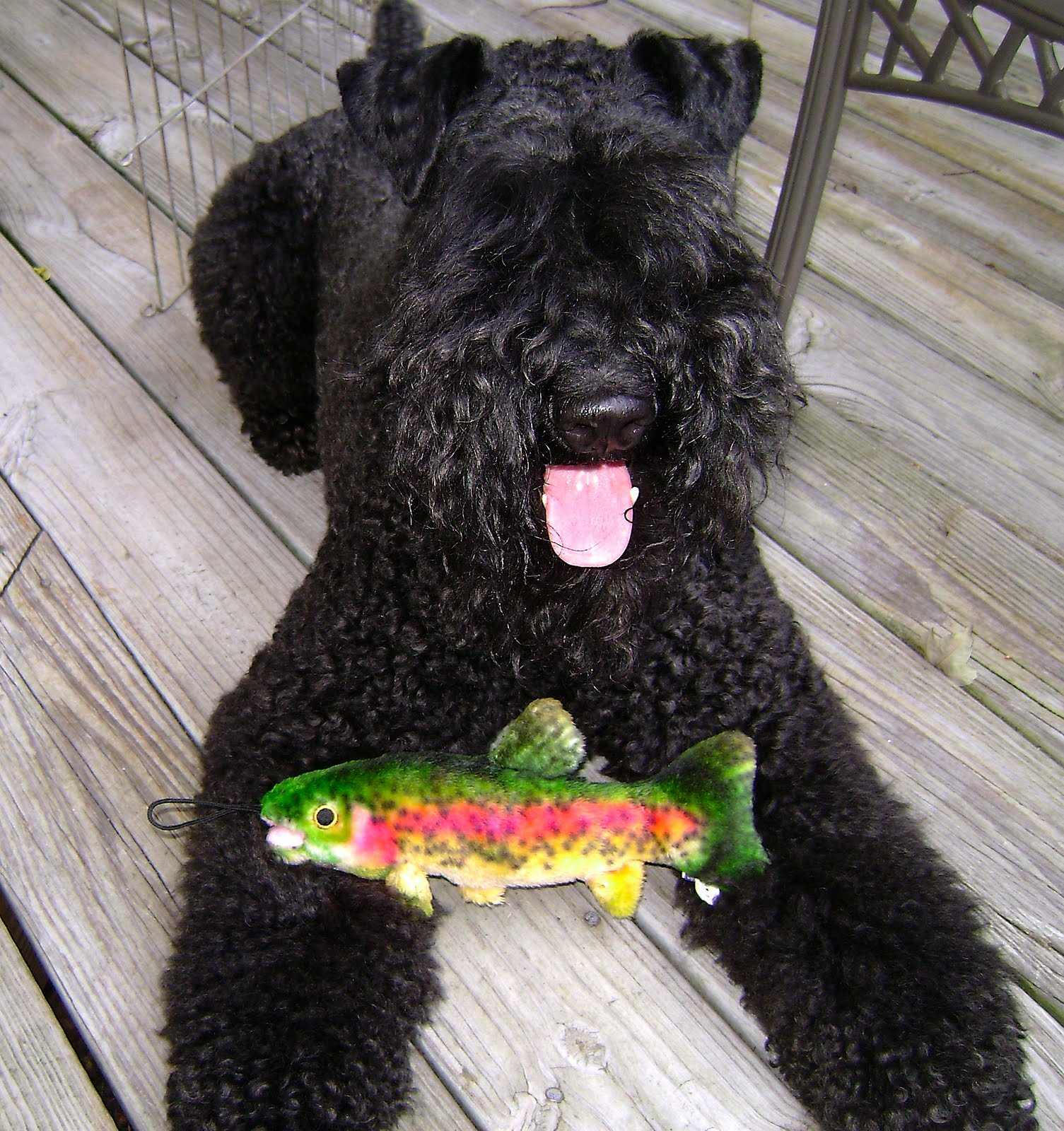 Kerry Blue Terriers: The Adventures of Buster, Persephone, Bailey ...