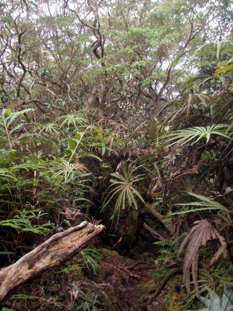 SEASON EXPLORER: Mount Bubu the 'blood sucker leech' 1657 m 14-16 Mei 2010
