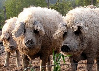 basikalhijau: Babi Biri (Mangalitsa)