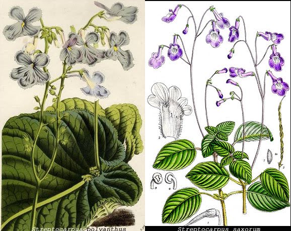 § 花 言 己 _ Flower Self And Others: 苦 戀 - 戀 戀 苦 苣 苔 _vɪ Gesneriads ...