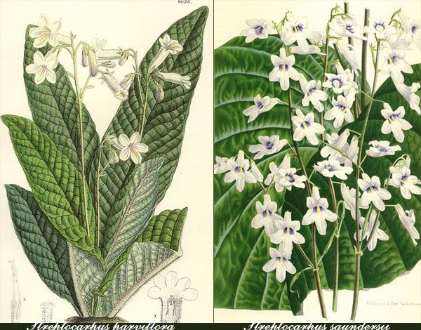 § 花 言 己 _ Flower Self And Others: 苦 戀 - 戀 戀 苦 苣 苔 _vɪ Gesneriads ...