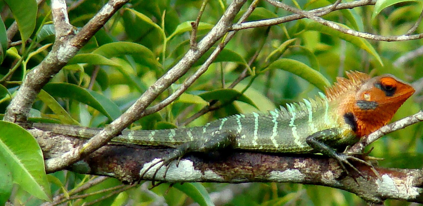 Discover-SriLanka: SRI LANKA - CHAMELEON [ CAMOUFLAGE ]