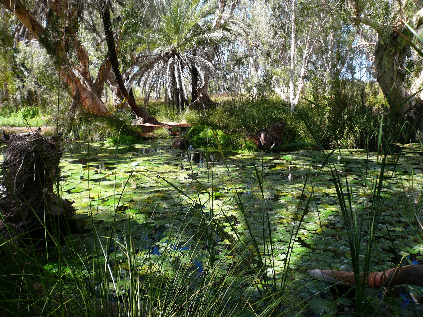Around Australia, well almost!!: Millstream-Chichester National Park