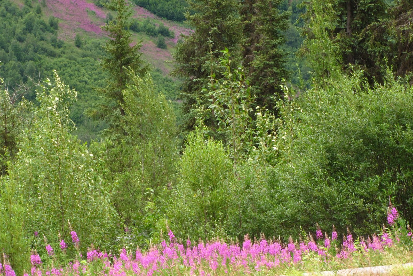 Alaska Adventure: Blog Catch-Up: Fishing at Hope, AK
