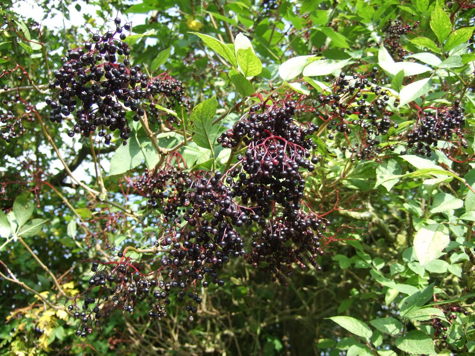 Tipperary Biodiversity: FRUITS OF THE FOREST