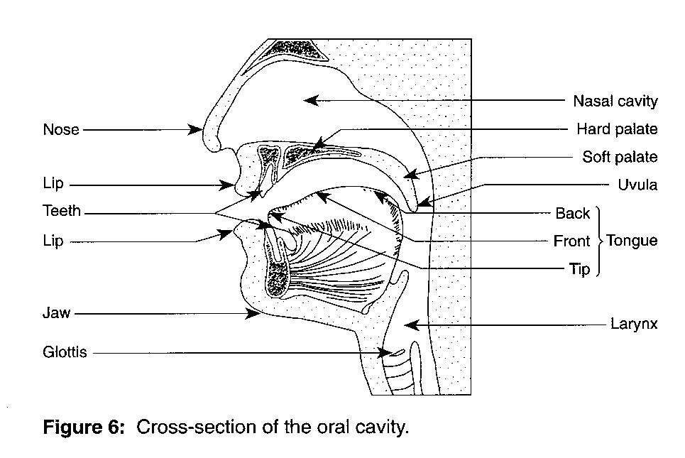 Coping with Stuttering: How Speech Sounds Are Formed