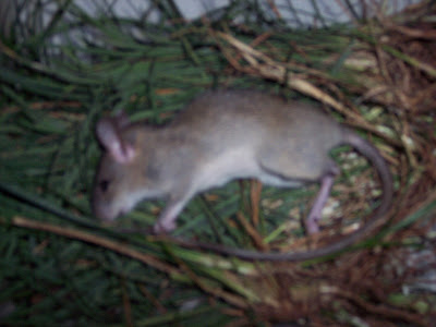 Raising Craziness...: Rat Funeral