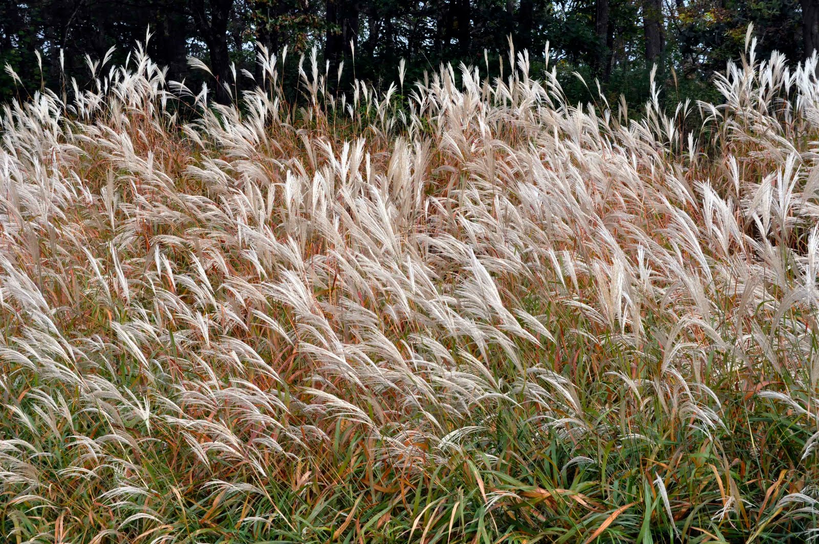 Critical Lawnmower: Fall Grasses