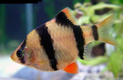 Aquarismo Gordo: Barbo de Sumatra