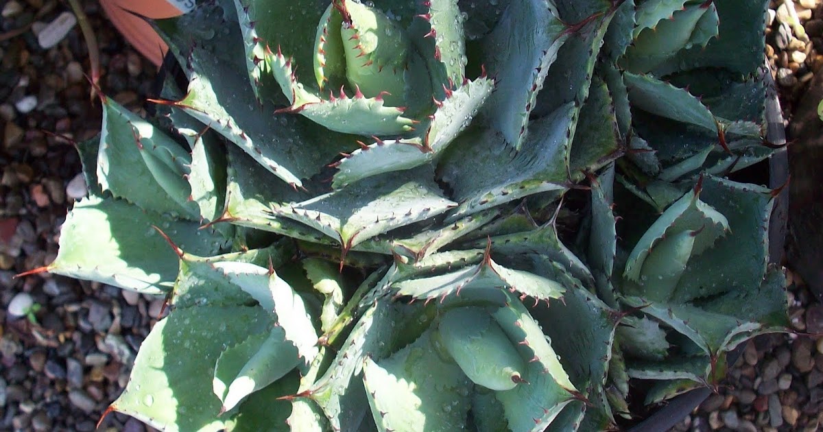 Craft Supplies & Tools Gardening & Plants Agave desert rose confederate ...