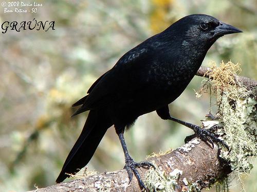 casa do passarinheiro: Pássaro-preto