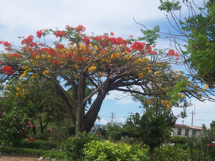 Oh, Beautiful Guyana!: My Return to Guyana