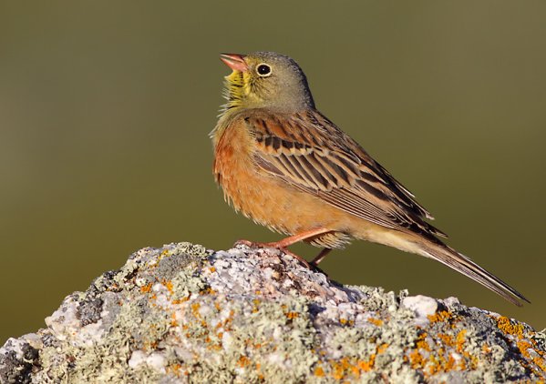 MARIGUARI: ESCRIBANO HORTELANO (Emberiza hortulana)