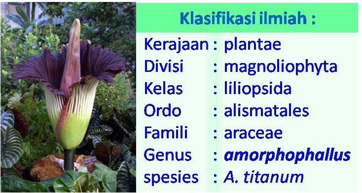 Sintesis Biologi: Flora dan Fauna