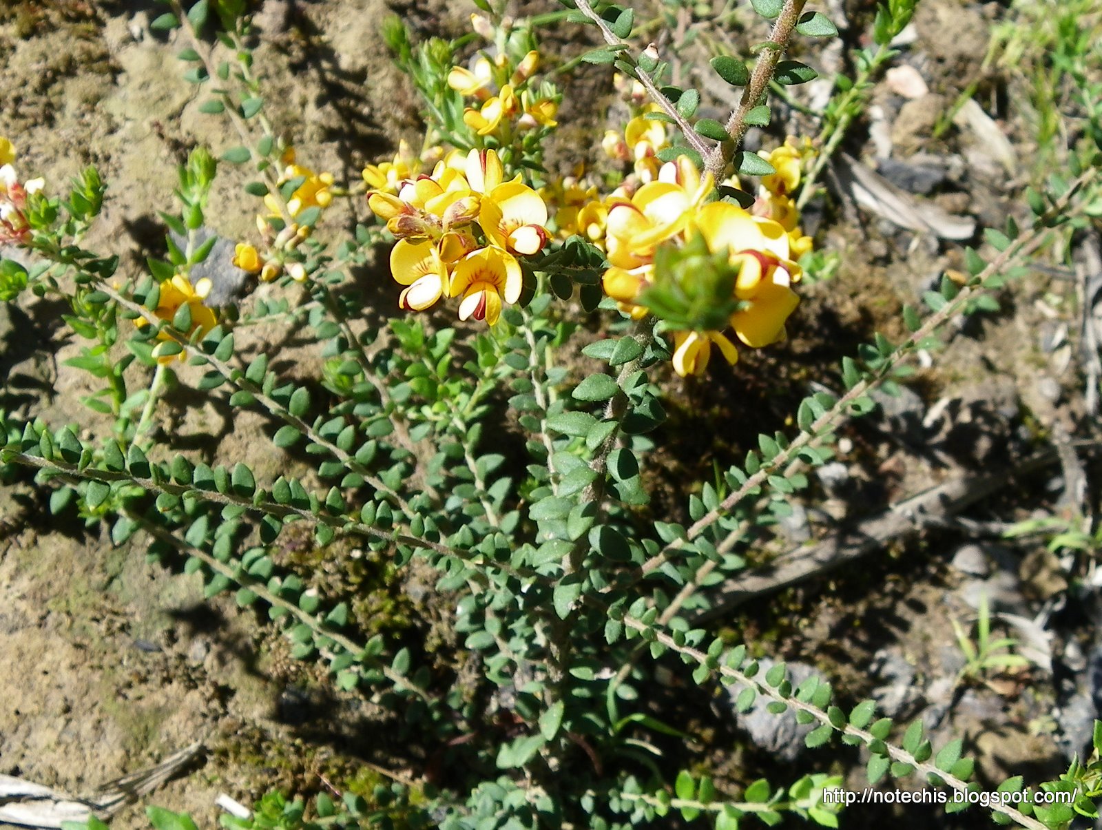 Regeneration: Golden Bush-pea