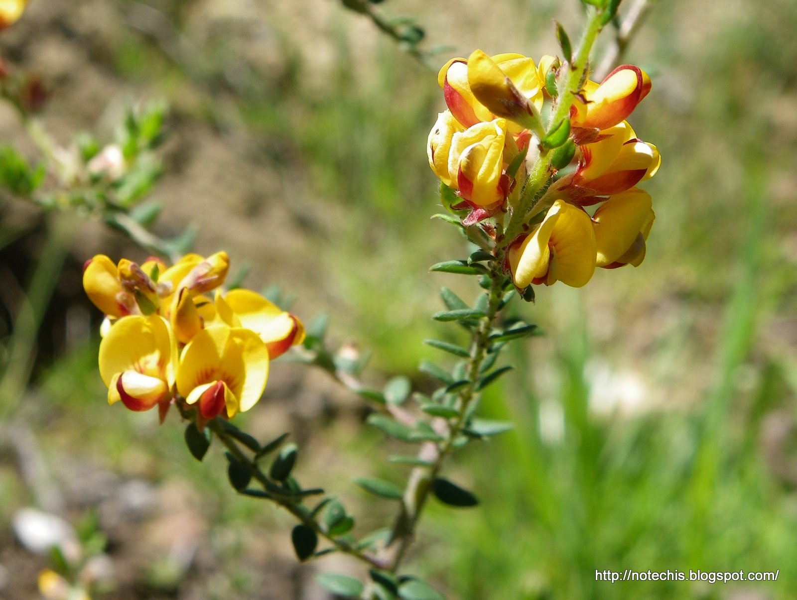 Regeneration: Golden Bush-pea