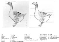 Lopeh Poultry Farm: All About Chicken Posters