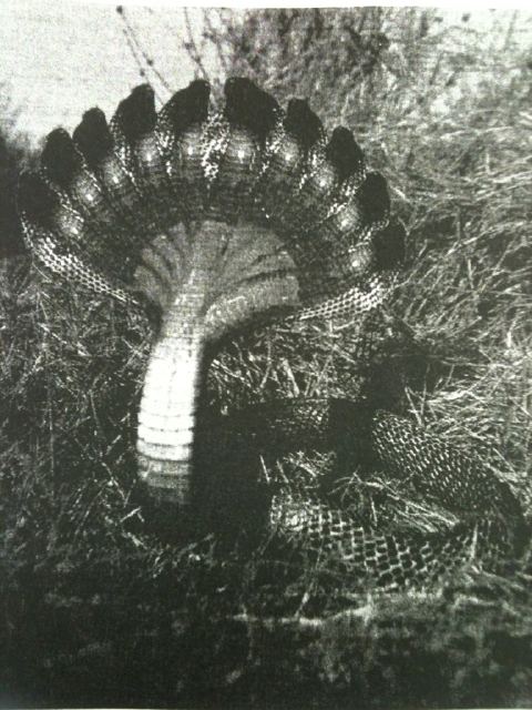 Pirates of the Internet Valley: Ten headed cobra caught in Sri lanka Jaffna