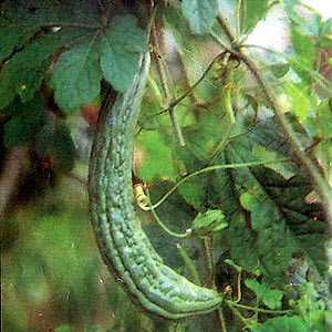 Natural herbal medicine ng pinoy: Ampalaya (Momordica charantia)