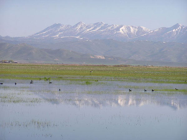 Idaho Nature Notes: Camas Prairie