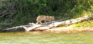 Idaho Nature Notes: Bobcat