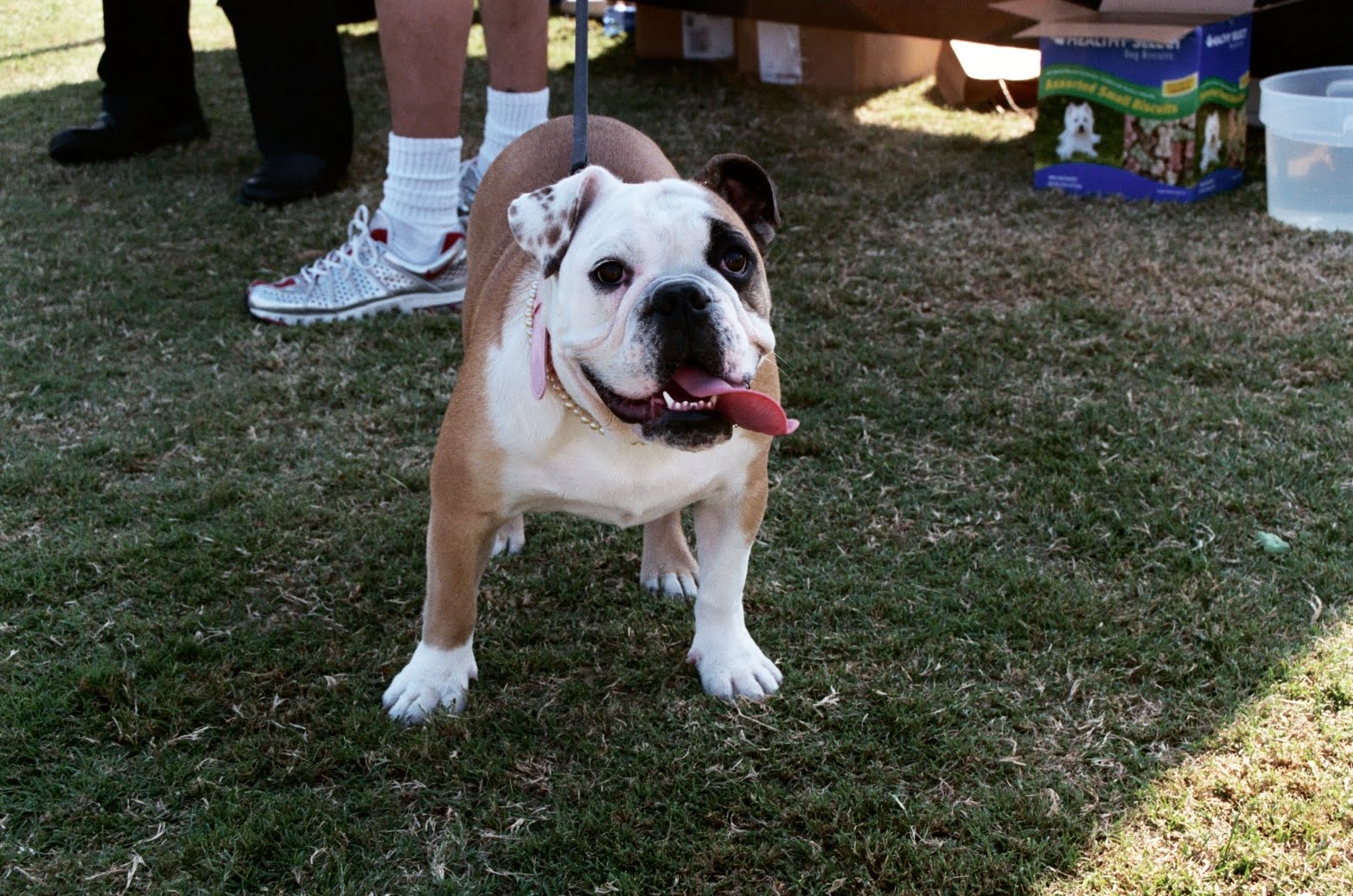 Auntie Kerrie's Collection: Dog Poop Sack Bag Tutorial