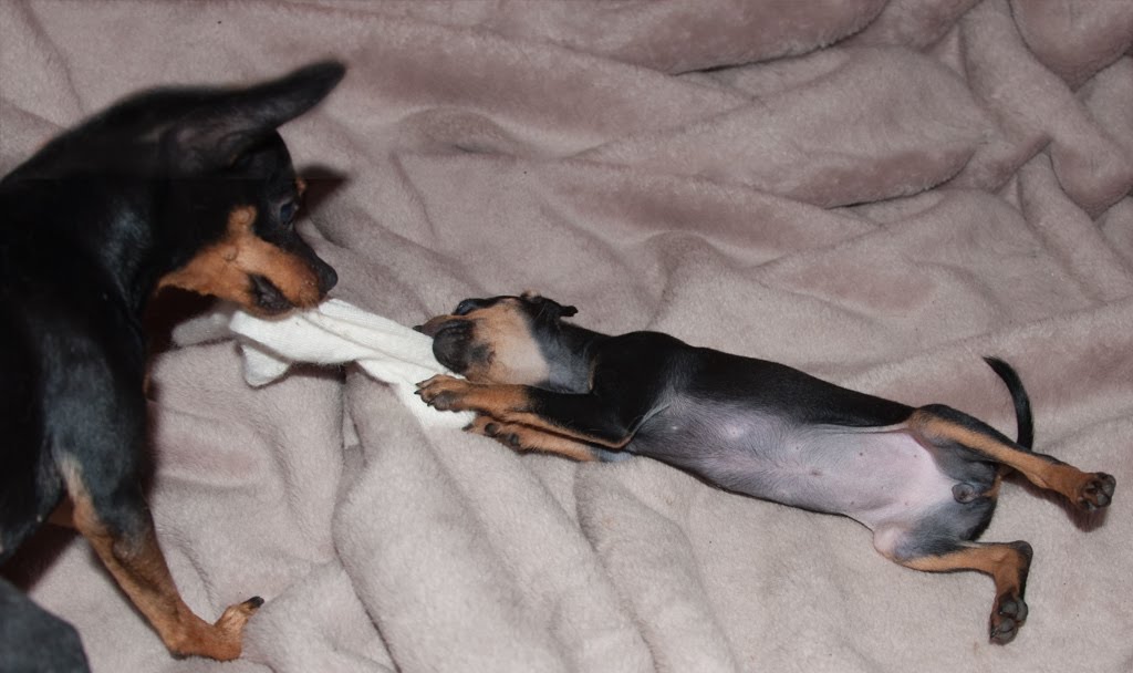 Minidobi.Charlin - Amor - Mini Pinscher