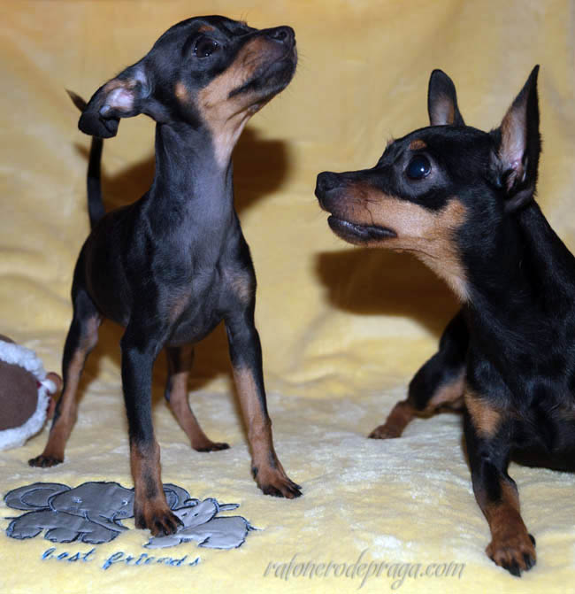 Minidobi.Charlin - Amor - Mini Pinscher