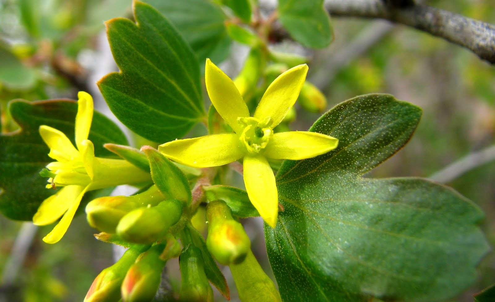 Nature. Observation. Discovery. Community.: Spotlight On...Currants ...