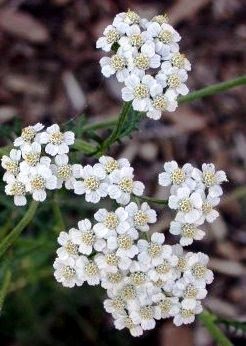 Nature. Observation. Discovery. Community.: Waterworks Wonders