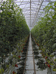 Inovasi Baru Pertanian: Understanding The Concept Of Fertigation