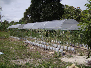 Produk2 Green Legacy Enterprise: Lawatan ke Projek Mini Fertigasi di ...