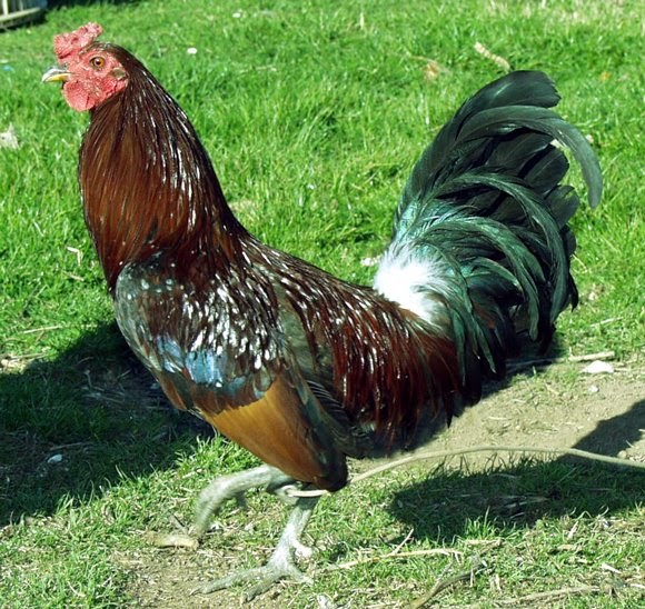 Roundhead Rooster