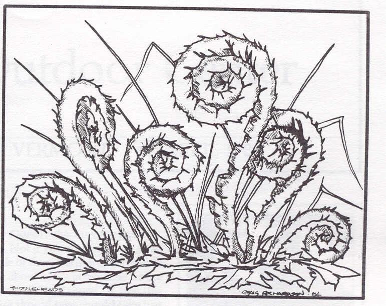 Ohana Family Camp Journal: Fiddlehead Season