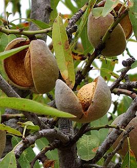 Almond+plant (image)