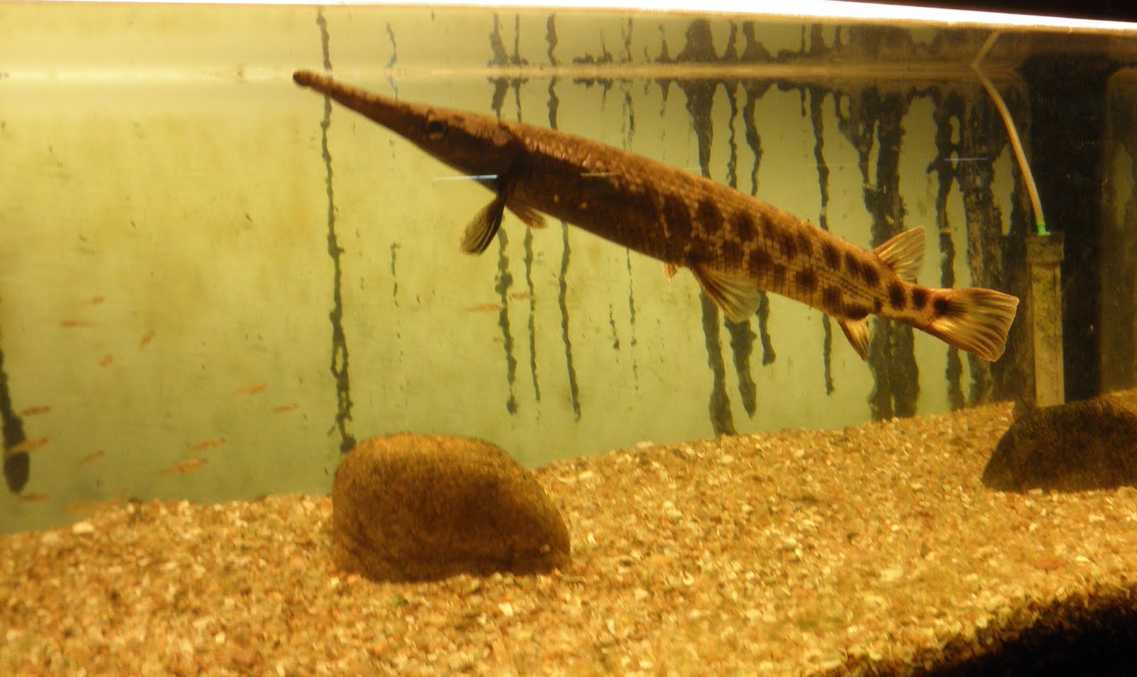 Trees, Plants & more: A visit to the aquarium in Bangalore