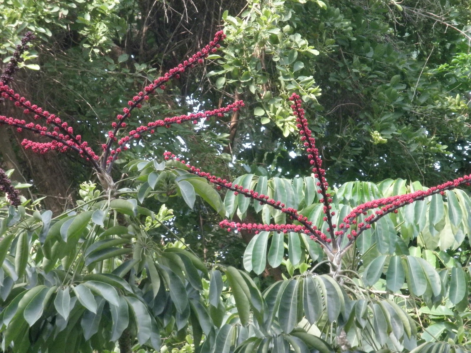 Trees, Plants & more: Umbrella tree / Octopus tree