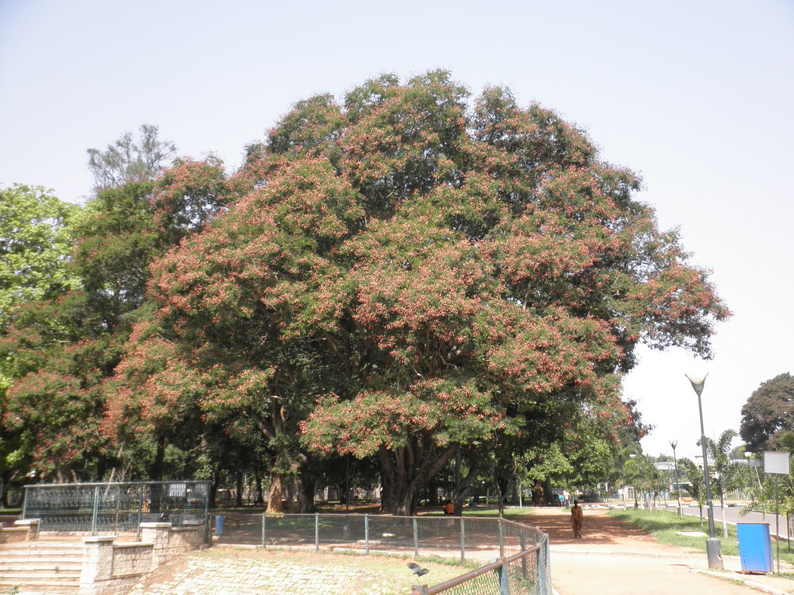 Trees, Plants & more: Rusty shield bearer