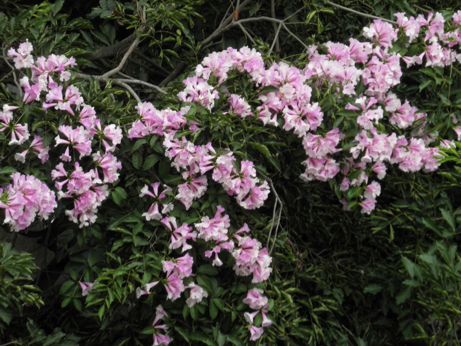 Trees, Plants & more: A purple surpise - Garlic Vine