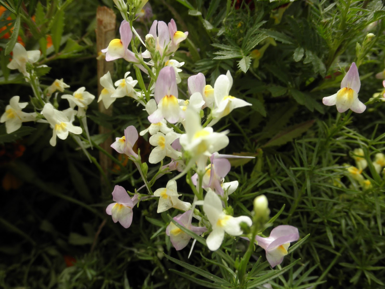 Trees, Plants & more: The ethereal linaria